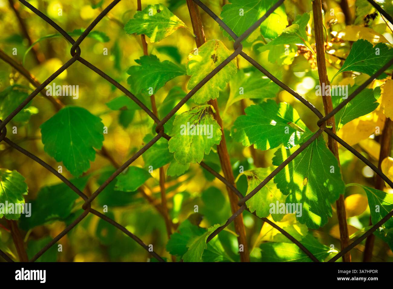 Green leaf plants behind wire fence, sunny day Stock Photo - Alamy