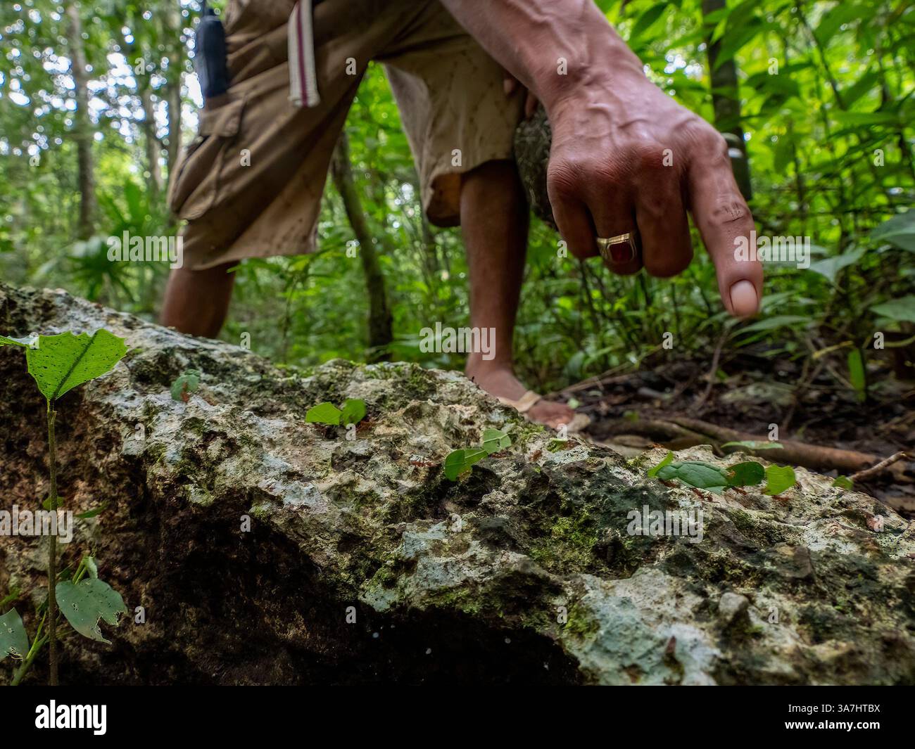 Close up of leaf cutter ants in yucatan rainforest mexico Stock Photo ...