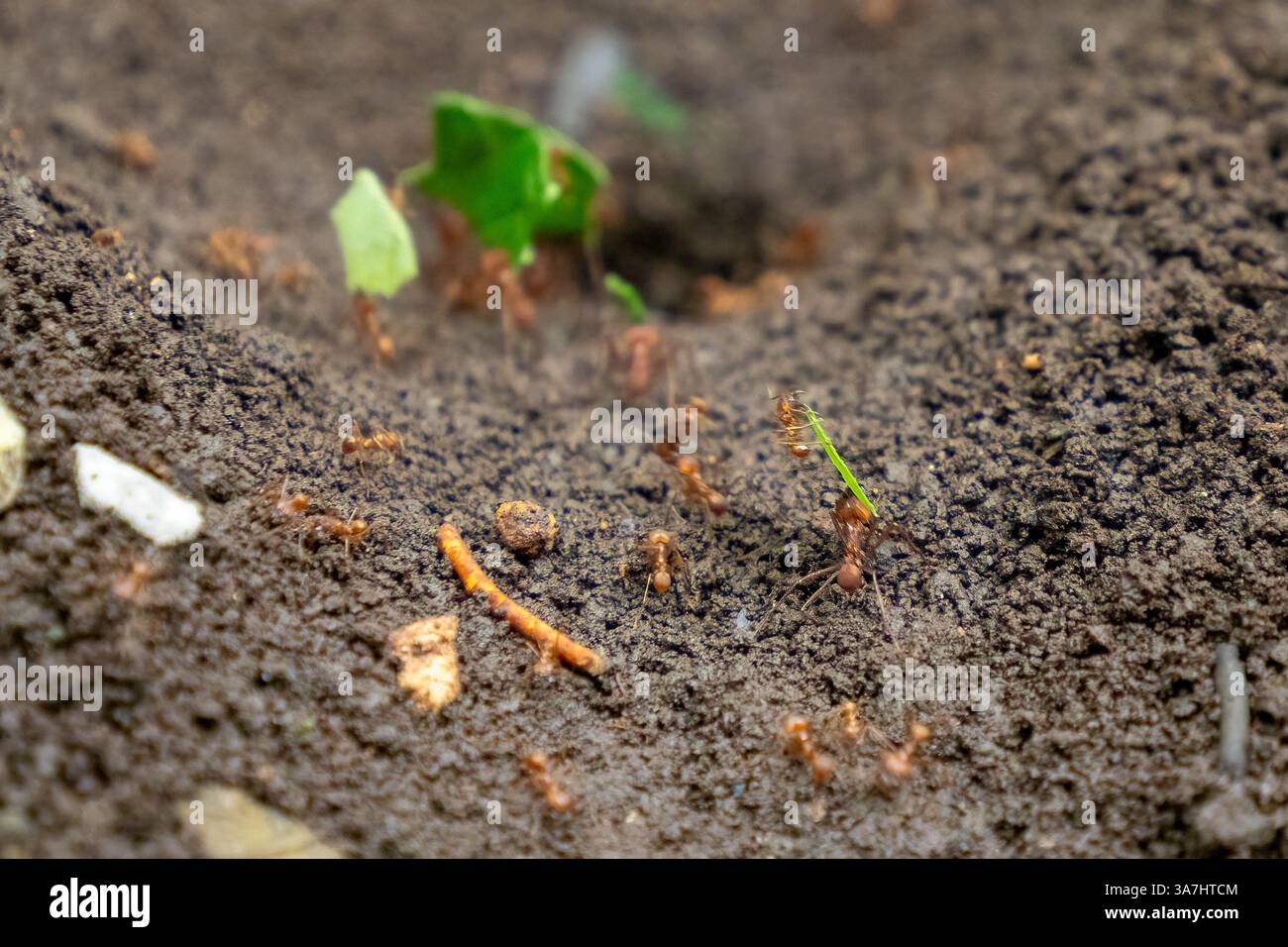 Close up of leaf cutter ants in yucatan rainforest mexico Stock Photo ...
