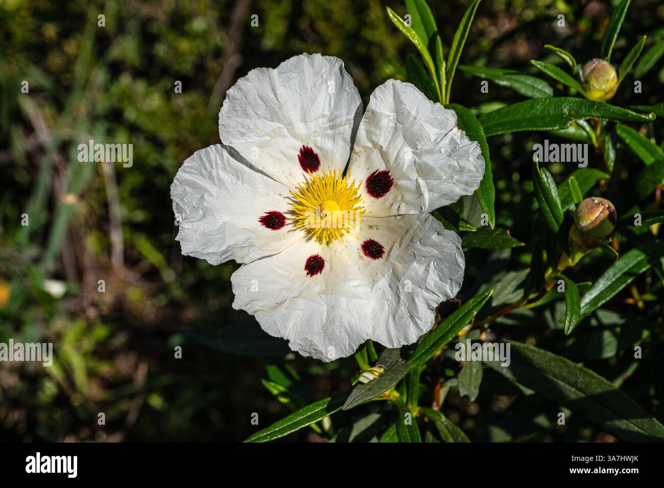 Cistus ladanifer, Rockrose flowers or Labdanum at the Archaeological ...