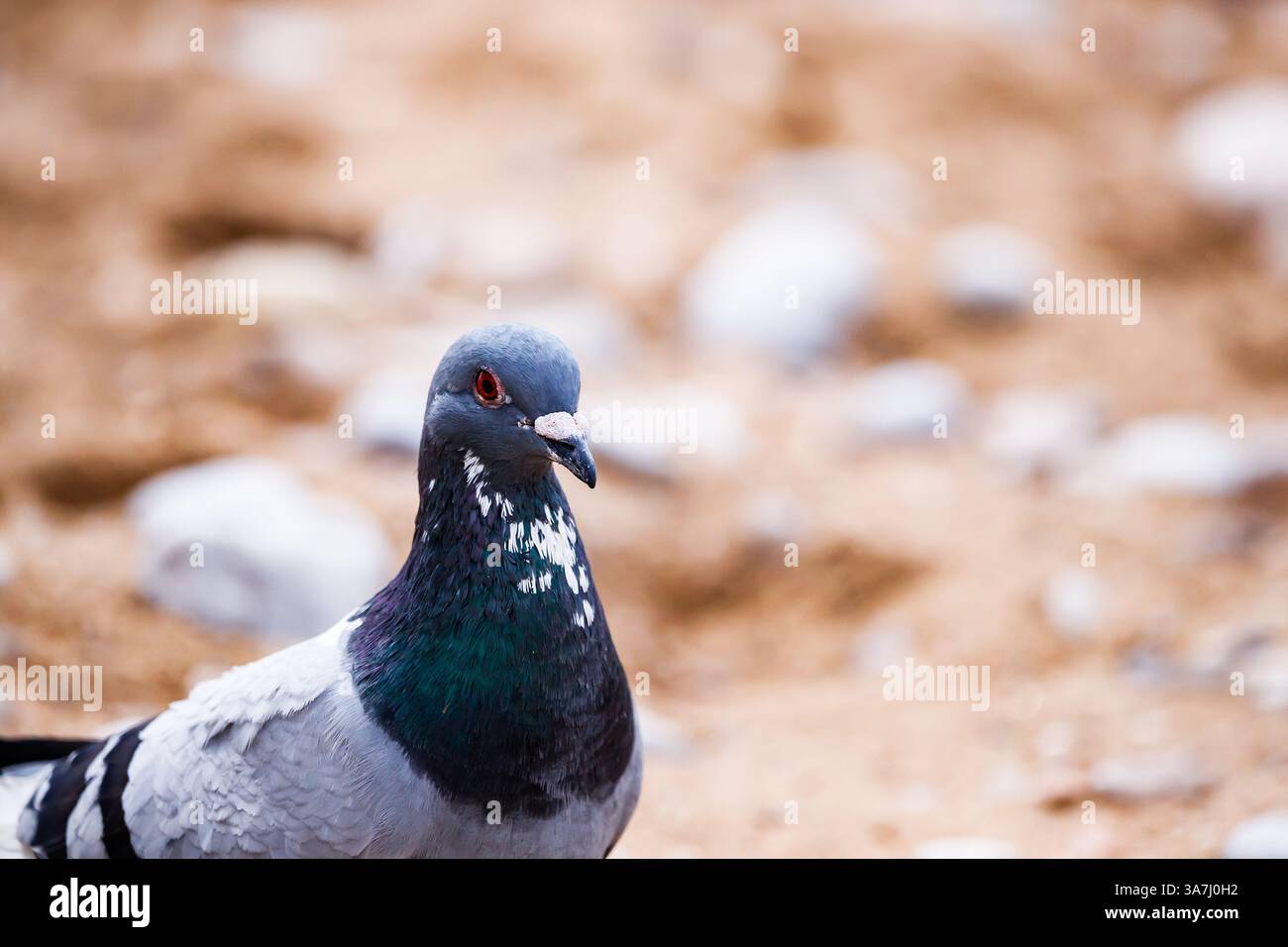 Curious pigeon looking at the camera in Villajoyosa Stock Photo - Alamy