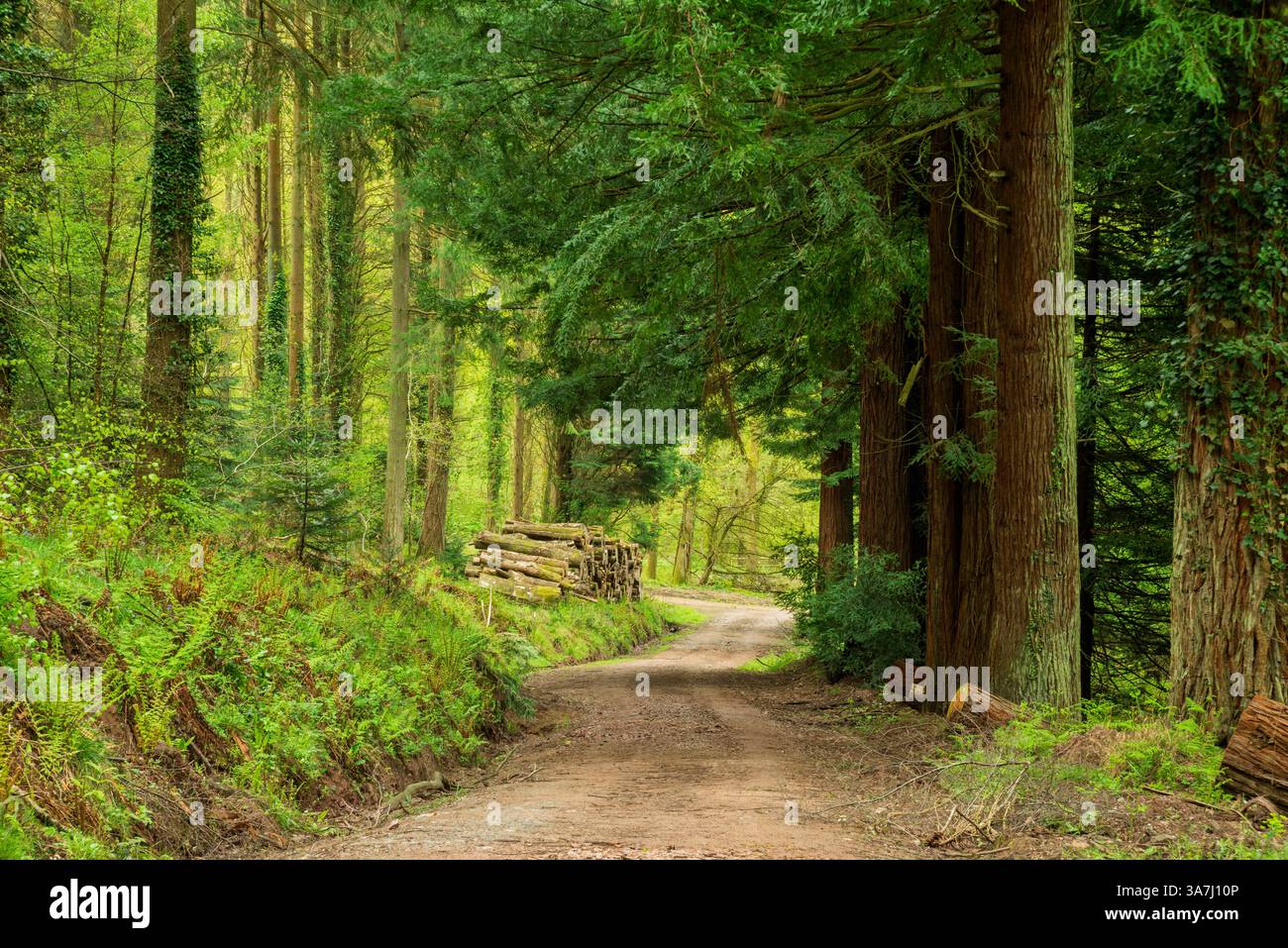 A forest path through conifer trees at Little Dean Walk in the Forest ...