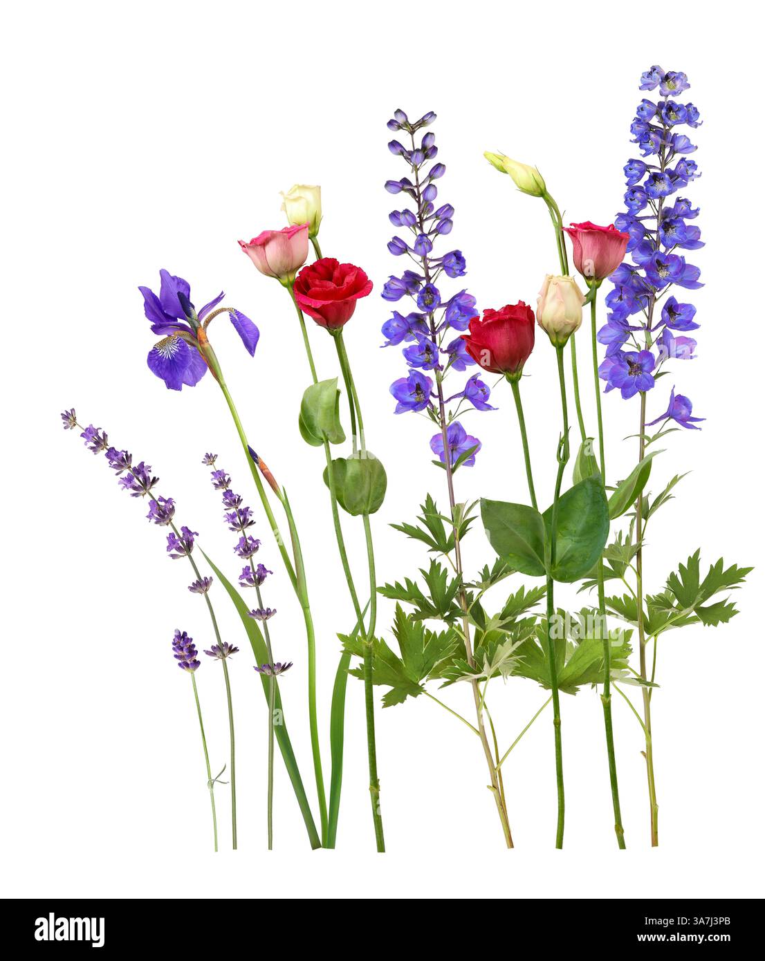 Blue lisianthus flower Cut Out Stock Images & Pictures - Alamy