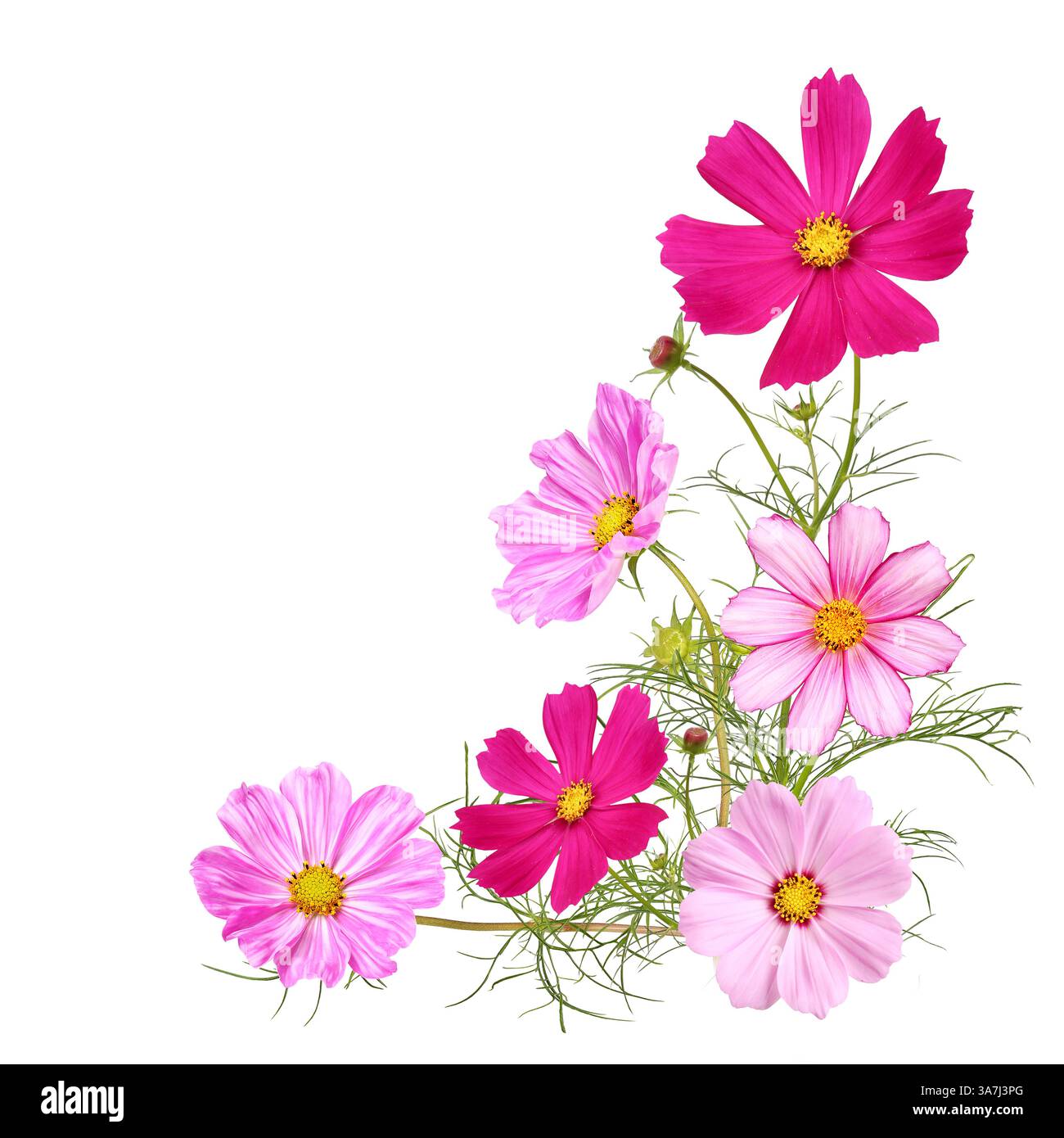 Different colored cosmos flowers, garden flower with transparent ...