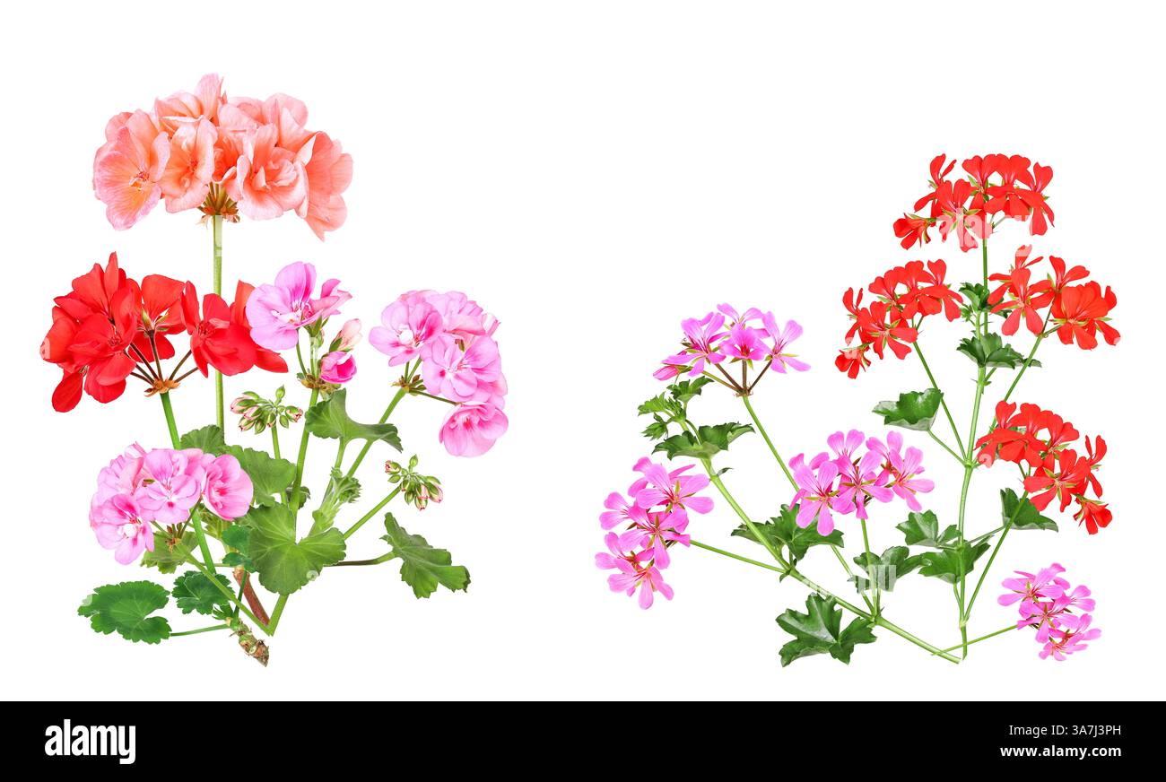 On the left are standing and on the right hanging geranium varieties ...