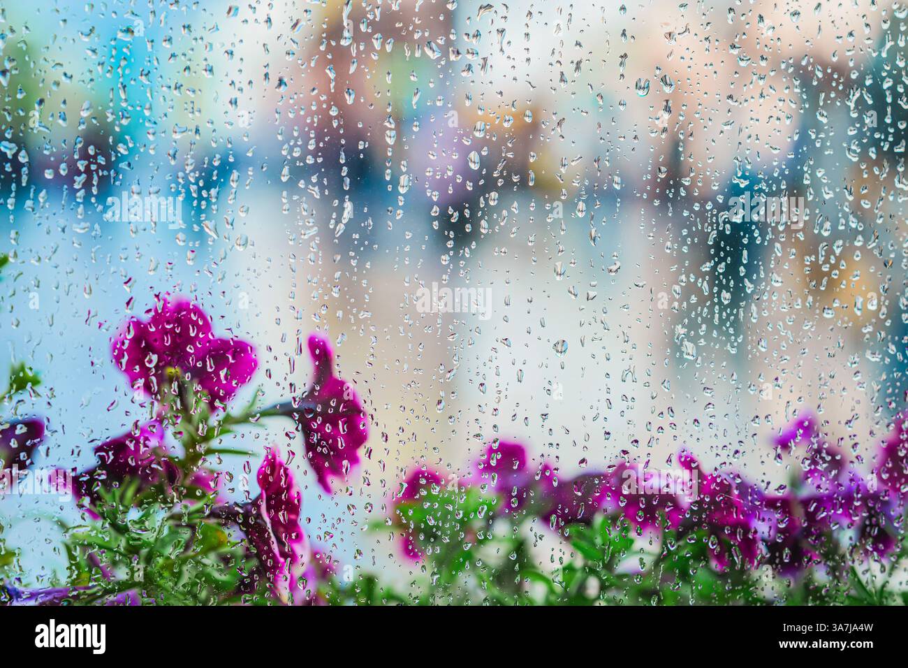 Raindrops on window with purple flowers blurred in background during ...