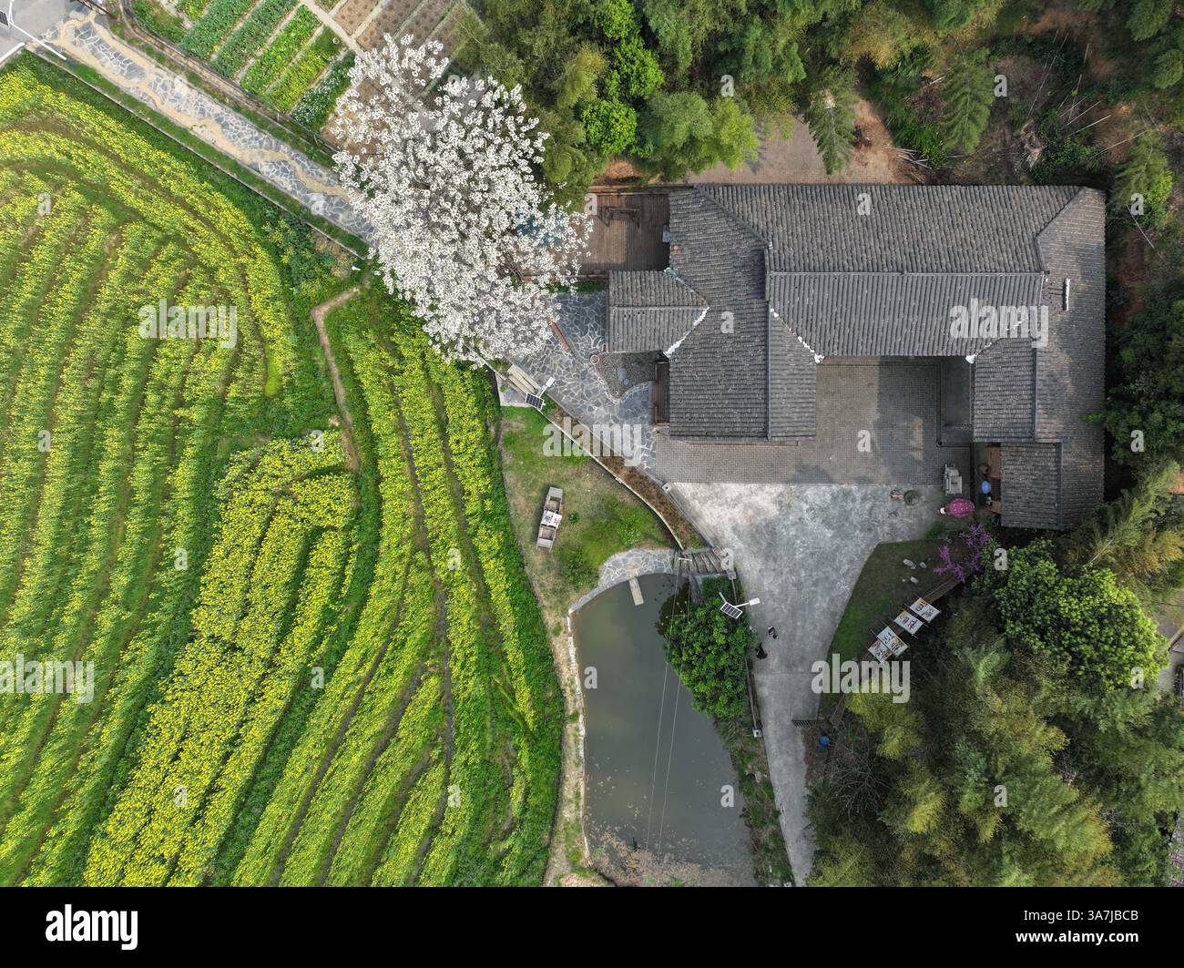 (250327) -- CHANGSHA, March 27, 2025 (Xinhua) -- An aerial drone photo ...