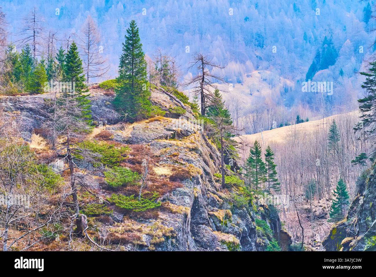 The green conifer trees on the rock against the tall mountain, covered ...