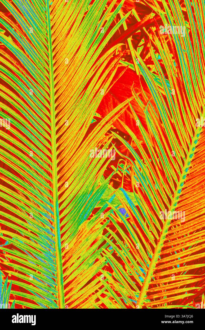 Artistic palm fronds in bold orange and green gradient. Tropical energy ...