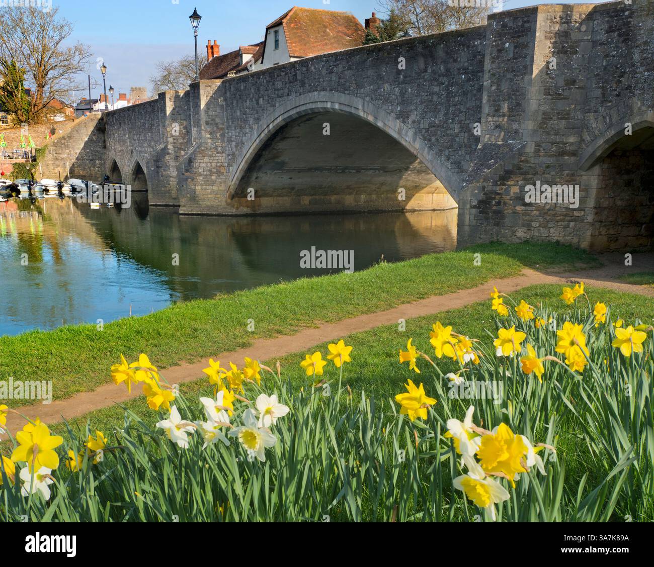 Abingdon's medieval bridge over the Thames, Spring Daffodils posing ...
