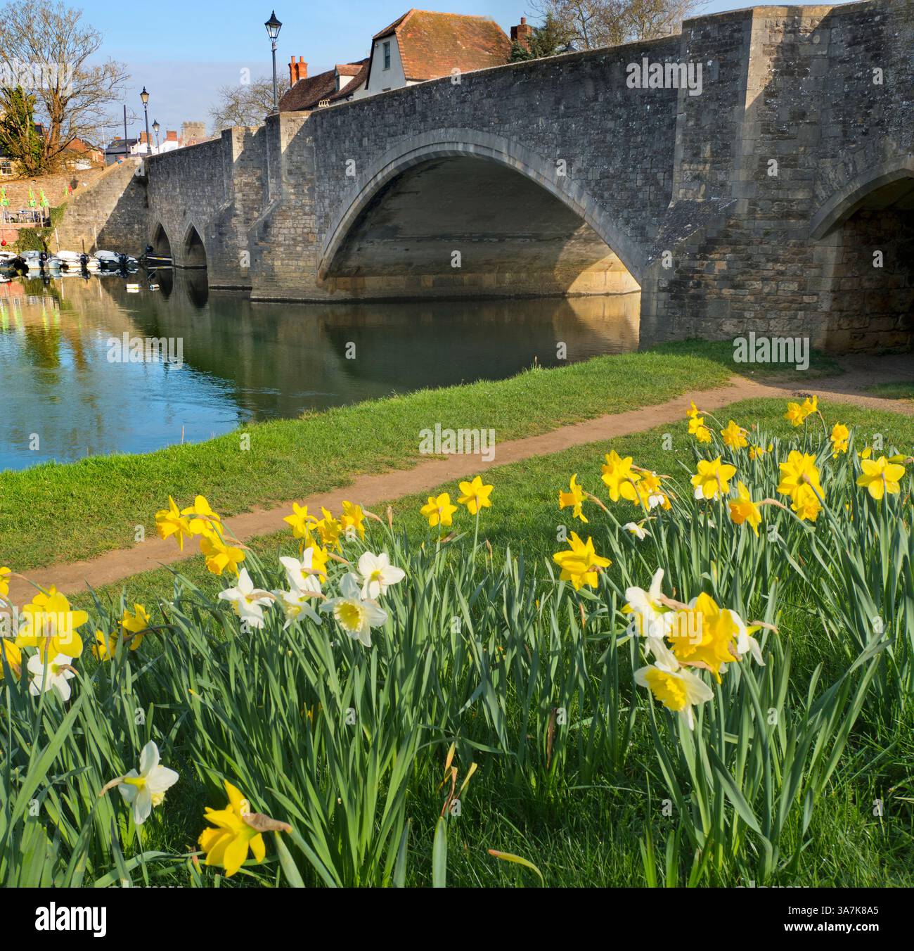 Abingdon's medieval bridge over the Thames, Spring Daffodils posing ...