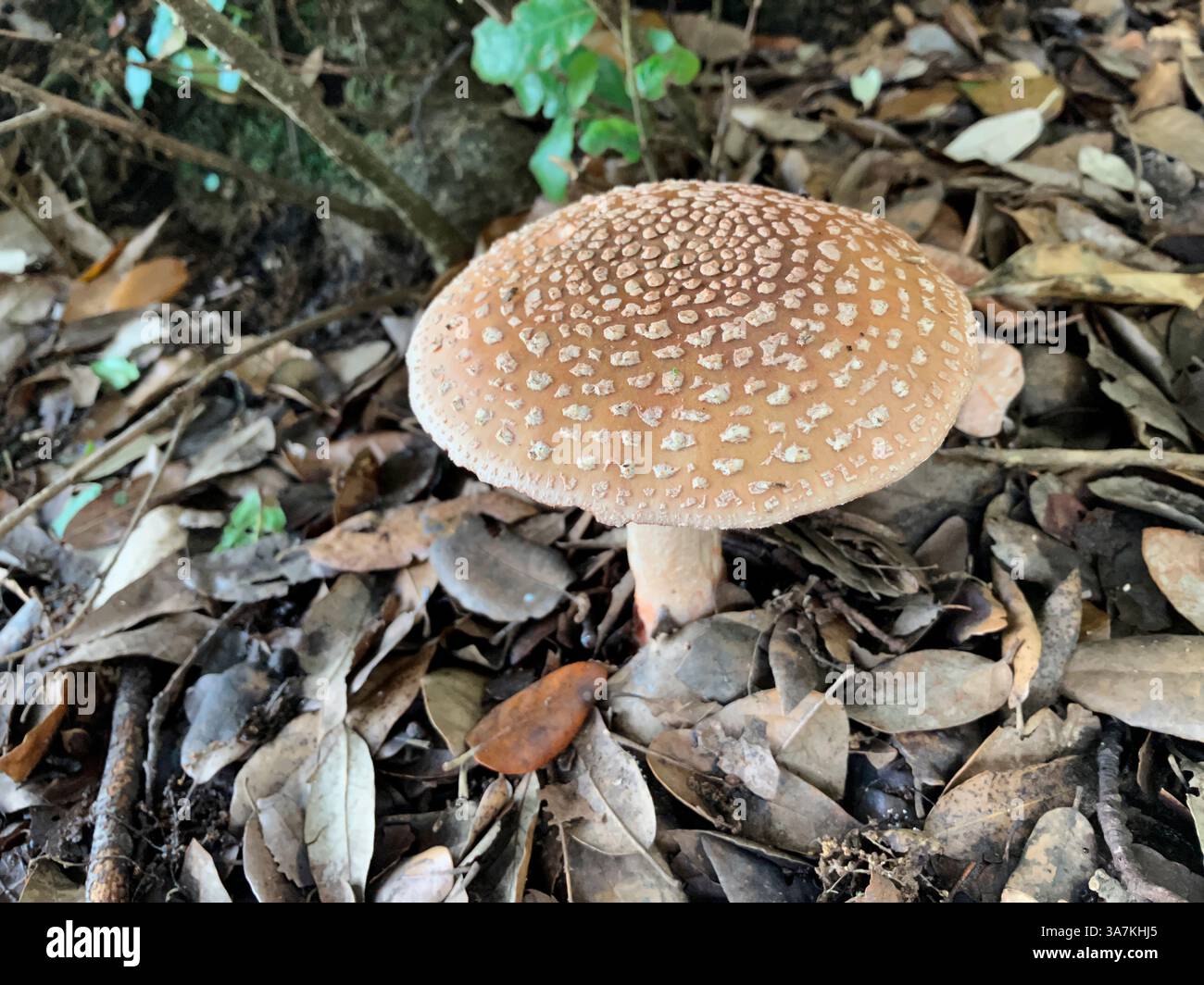 Fungi. Panther cap (Amanita pantherina) growing beneath American Oak ...