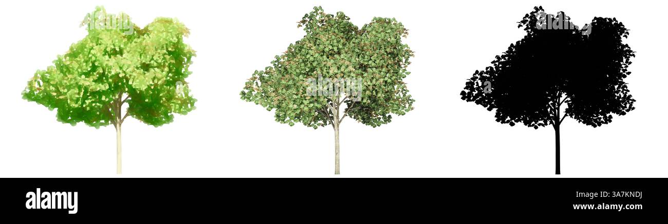 Set or collection of Cecropia trees, painted, natural and as a black ...
