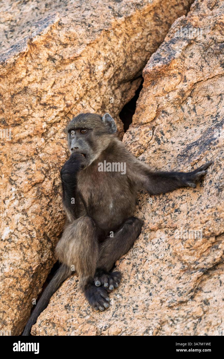 Chacma baboon or Cape baboon (Papio ursinus) at Augrabies Falls ...