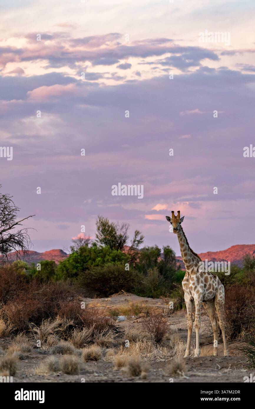 South African giraffe or Cape giraffe (Giraffa giraffa) at Augrabies ...
