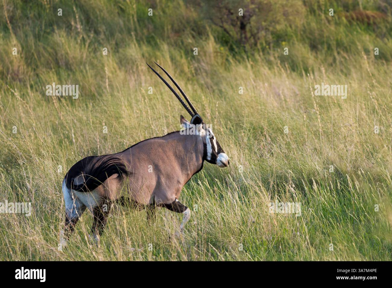 Gemsbok or South African oryx (Oryx gazella) at,Kgalagadi Transfrontier ...