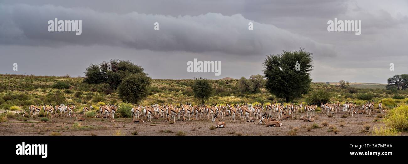 Springbok or springbuck (Antidorcas marsupialis) herd and camel thorn ...