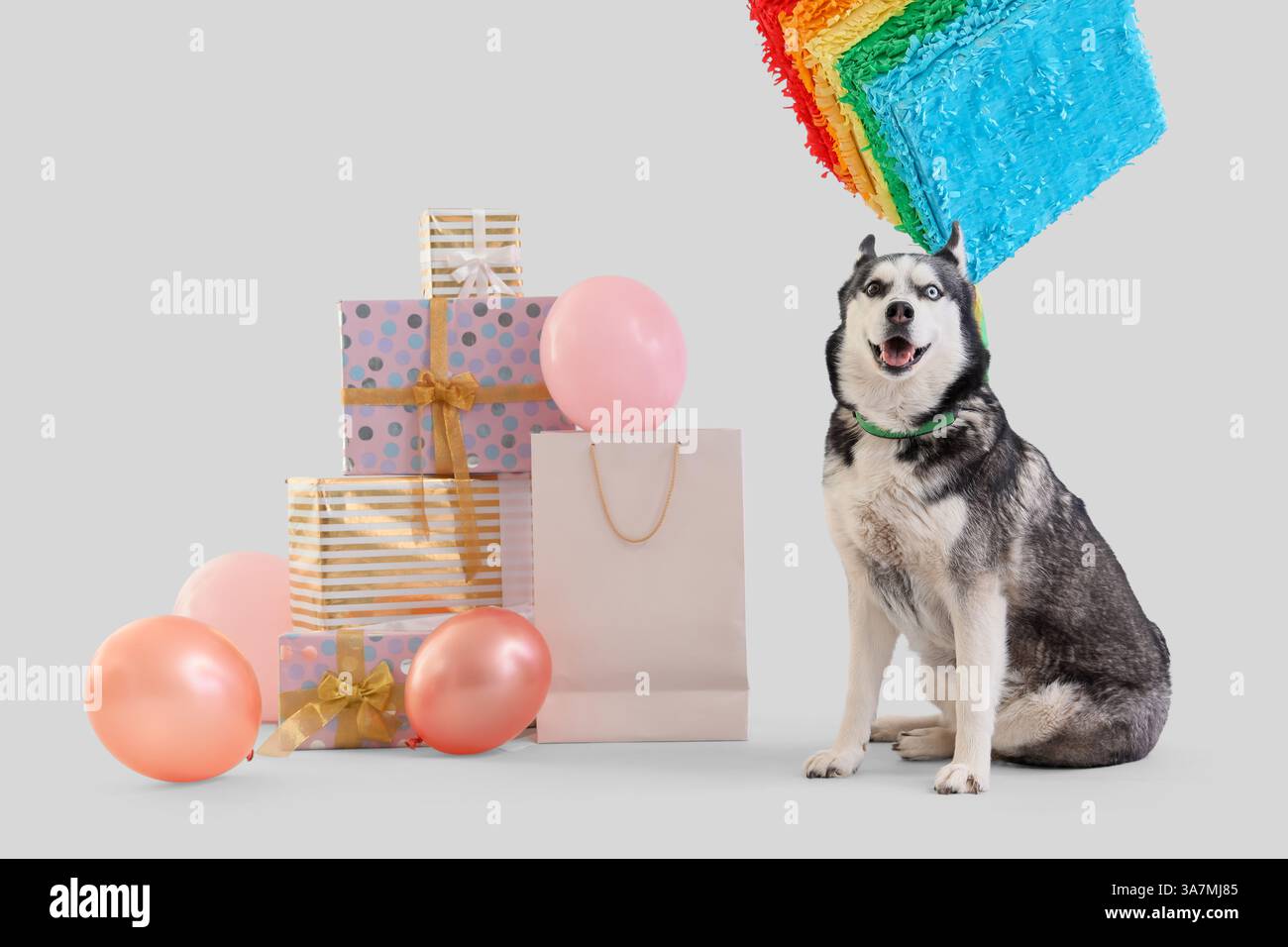 Cute husky dog with gift boxes, balloons and pinata on white background ...