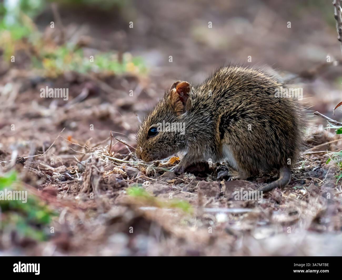 Nile rat hi-res stock photography and images - Alamy