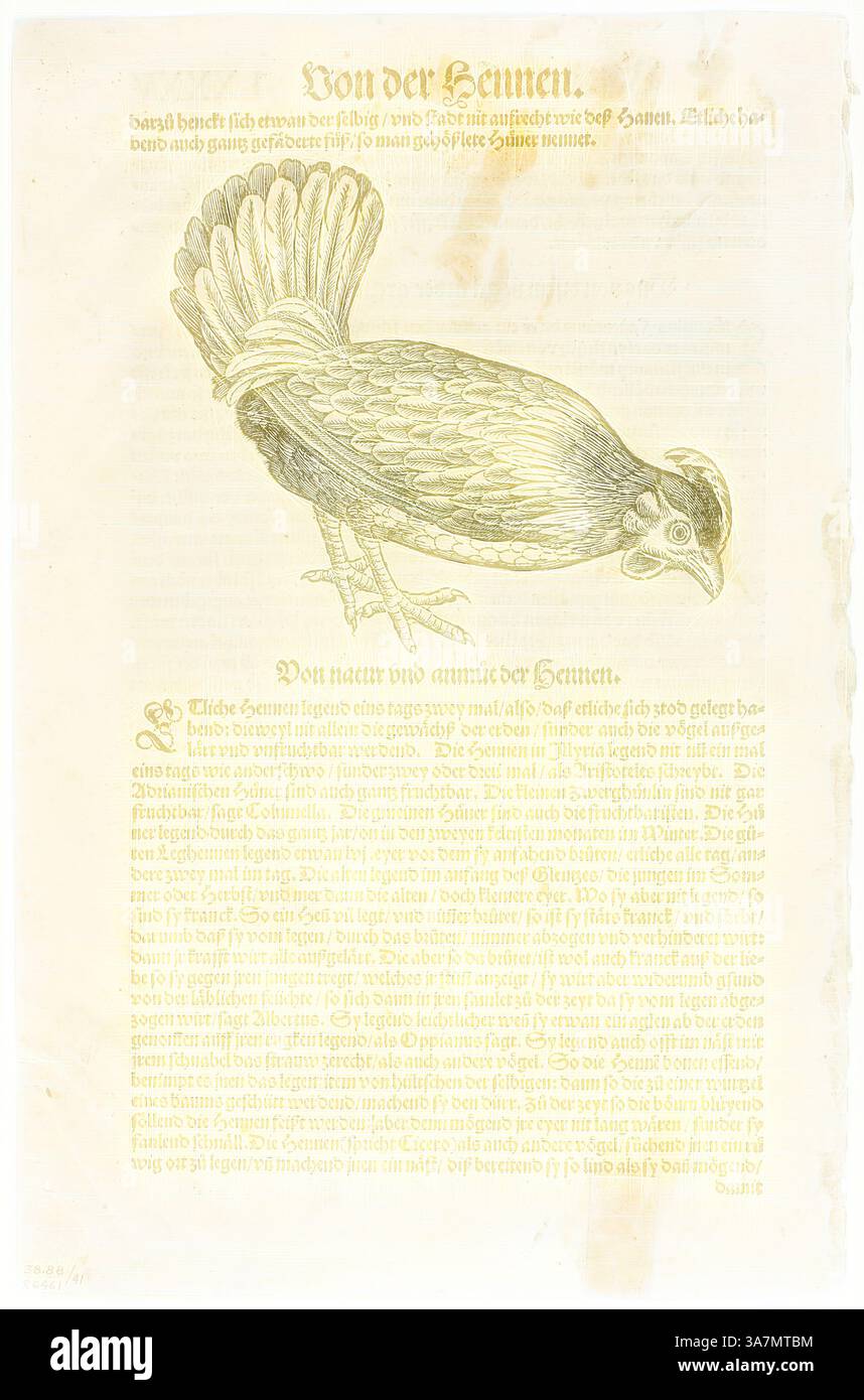 An intricately detailed illustration of a rooster, accompanied by ...