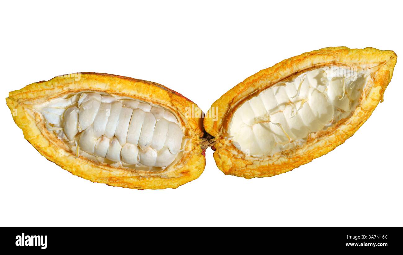 cut ripe cocoa fruit in white background Stock Photo - Alamy