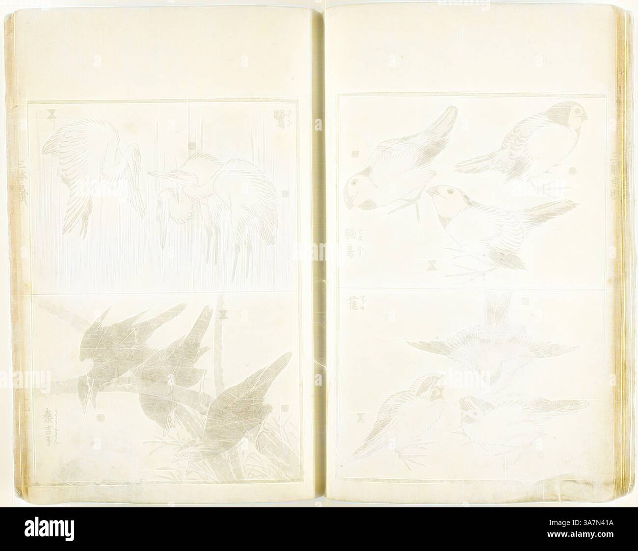 A Beautifully Illustrated Open Book Featuring Delicate Depictions Of