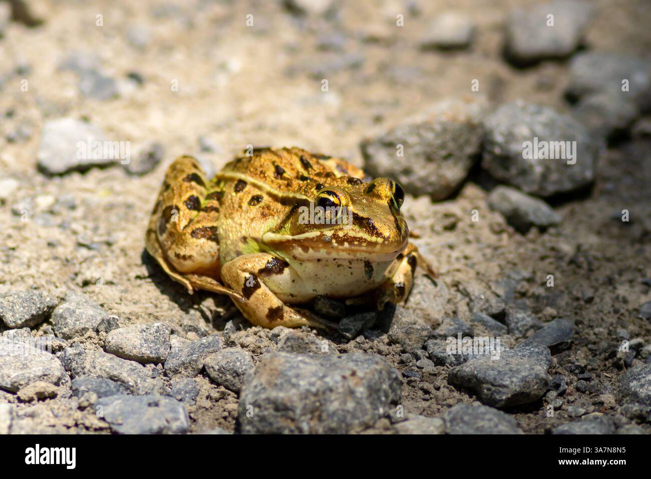 A leopard frog sits among stones on a trail in New Jersey wildlife area ...