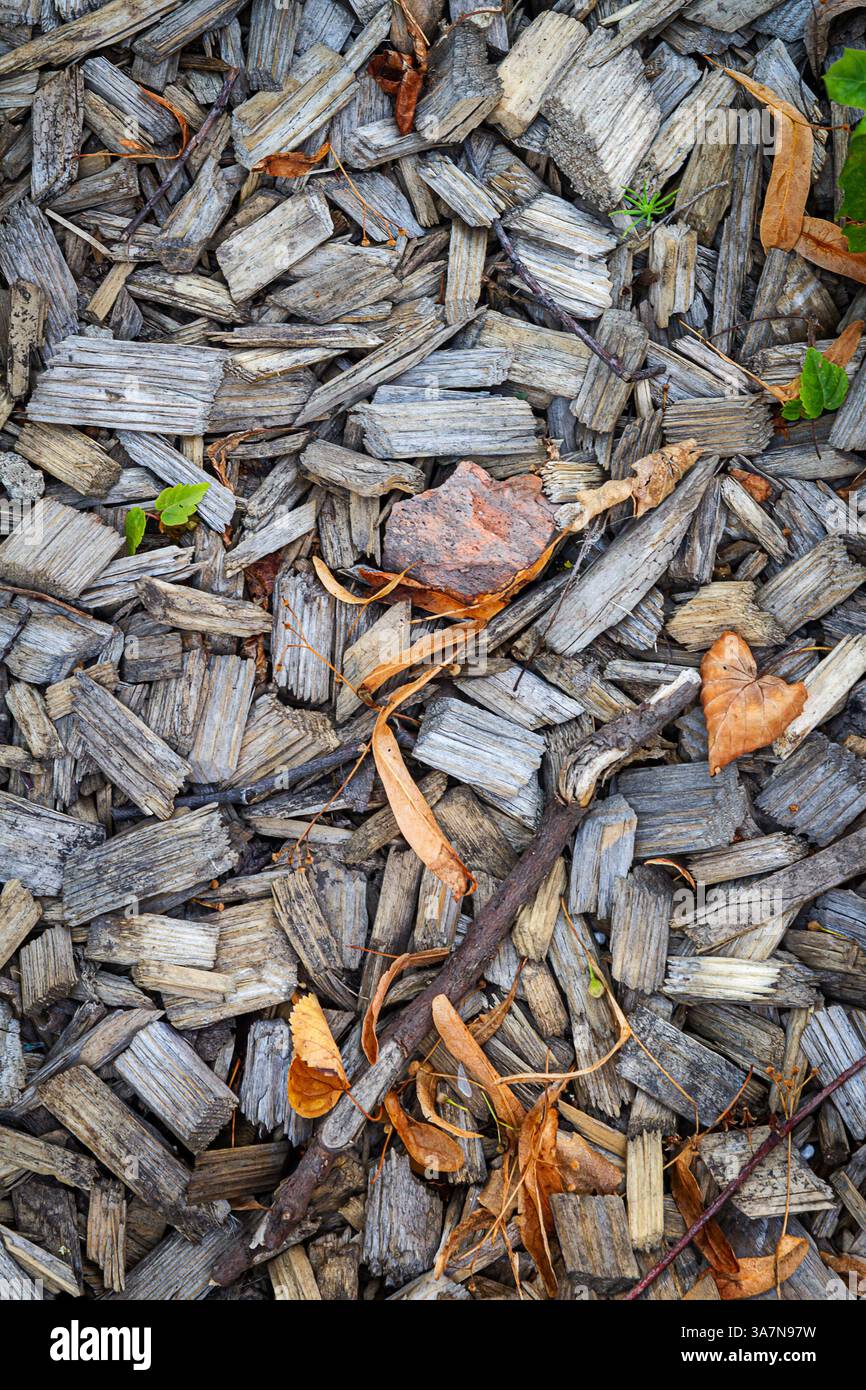 Wooden chip mulch ground's fragment. A textured background of wooden ...