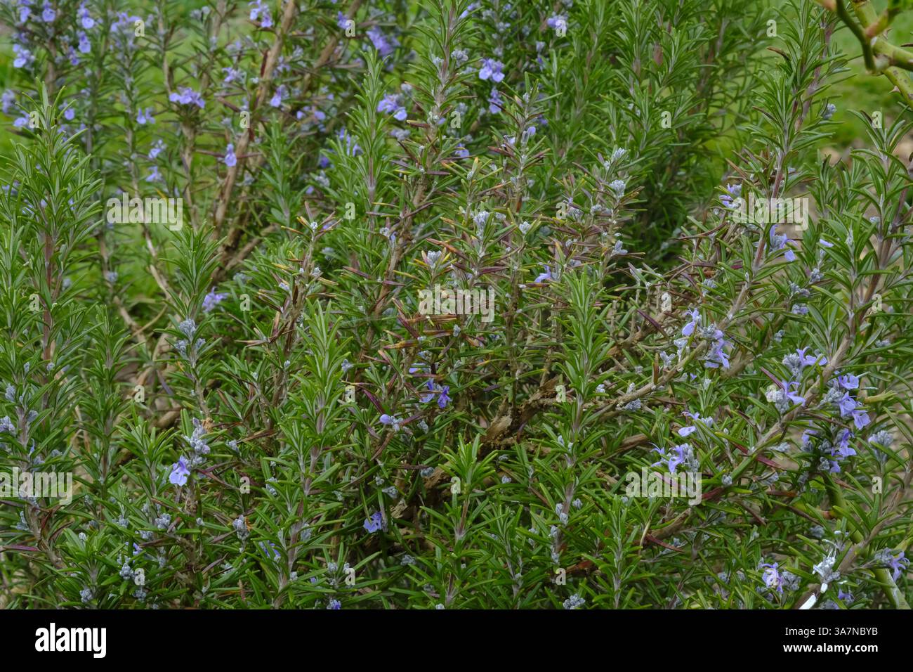 Rosemary shrub in bloom in early Spring in an English garden Stock ...