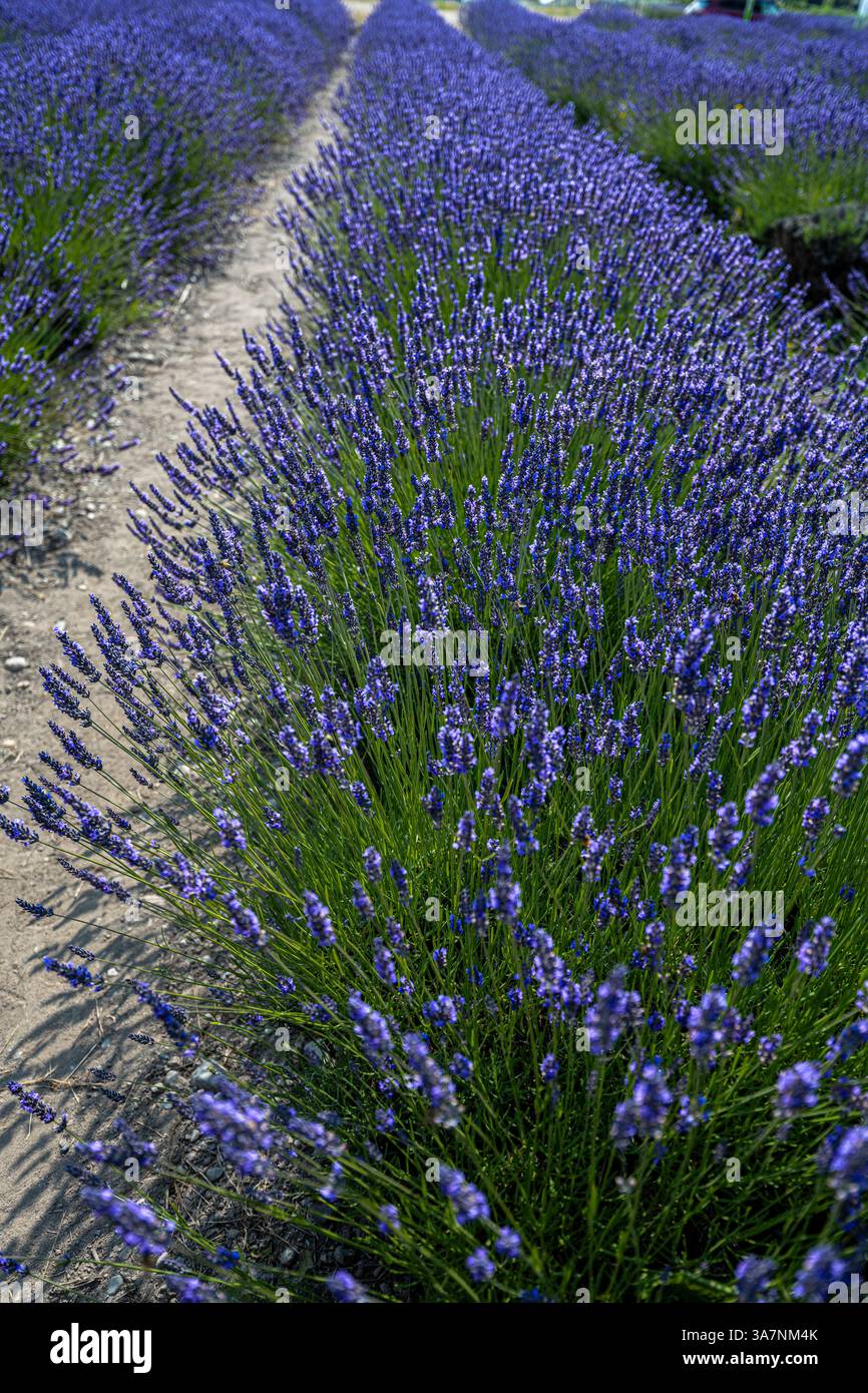 Lavender Fields on the Olympic Peninsula in Washington State Stock ...