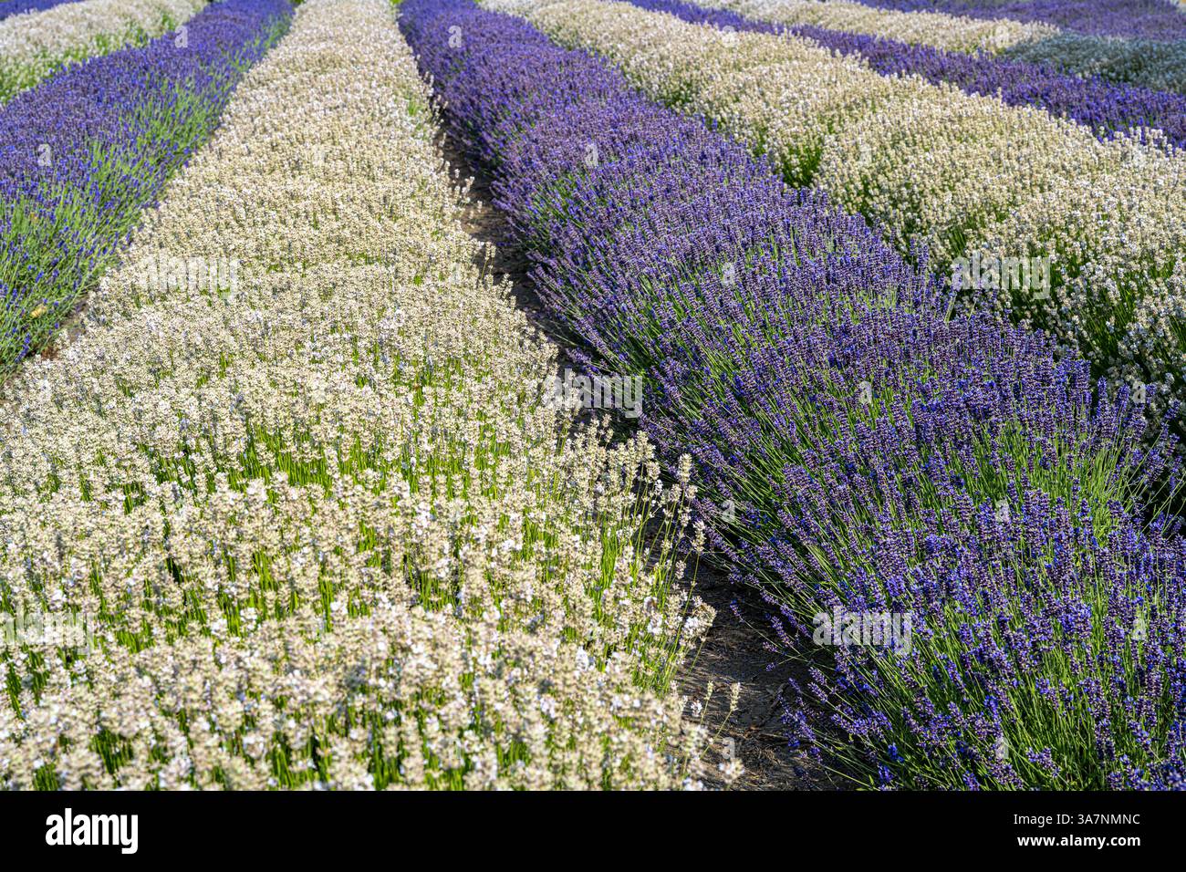 Lavender Fields on the Olympic Peninsula in Washington State Stock ...