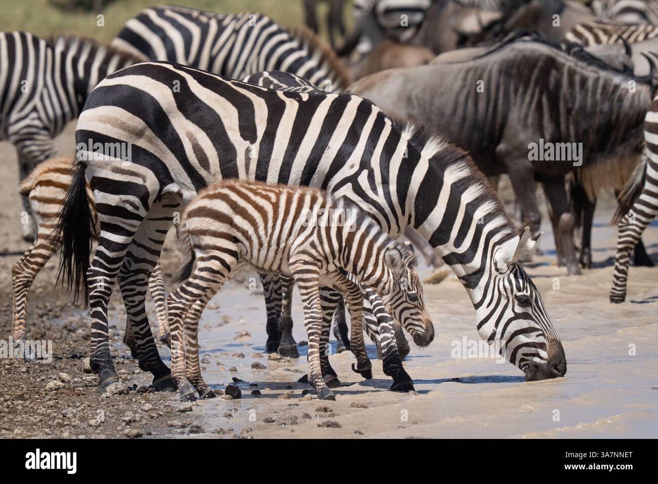 A new born zebra, estimated to be hours old, drinking its first water ...