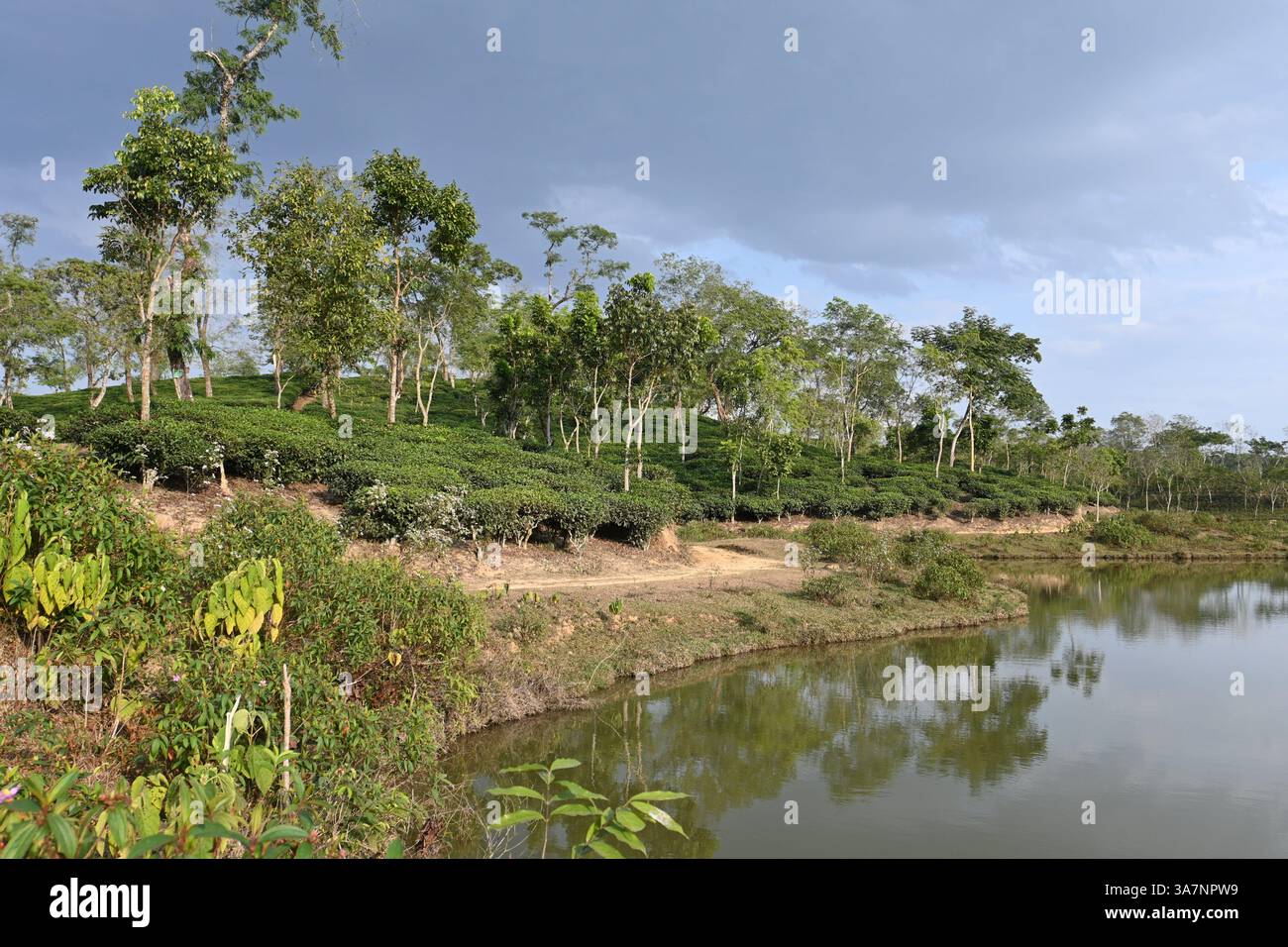 Tea plantation countryside in Srimangal, eastern Bangladesh Stock Photo ...