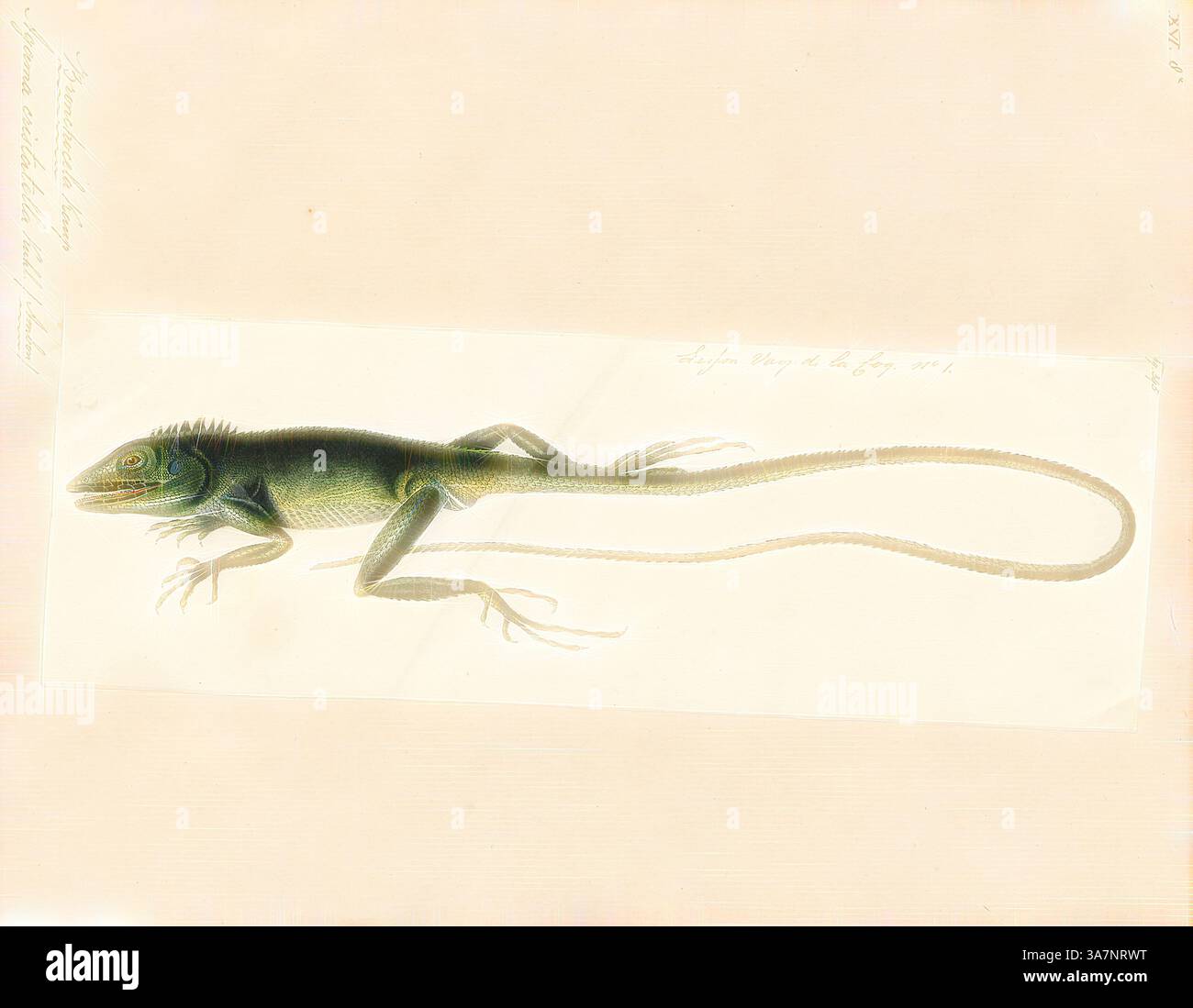 A detailed illustration of a lizard featuring intricate coloration and ...