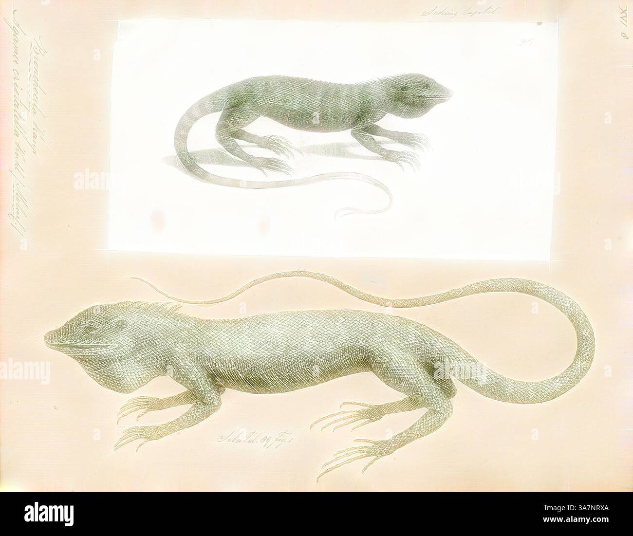 A detailed illustration of a lizard showcasing its elongated body and ...