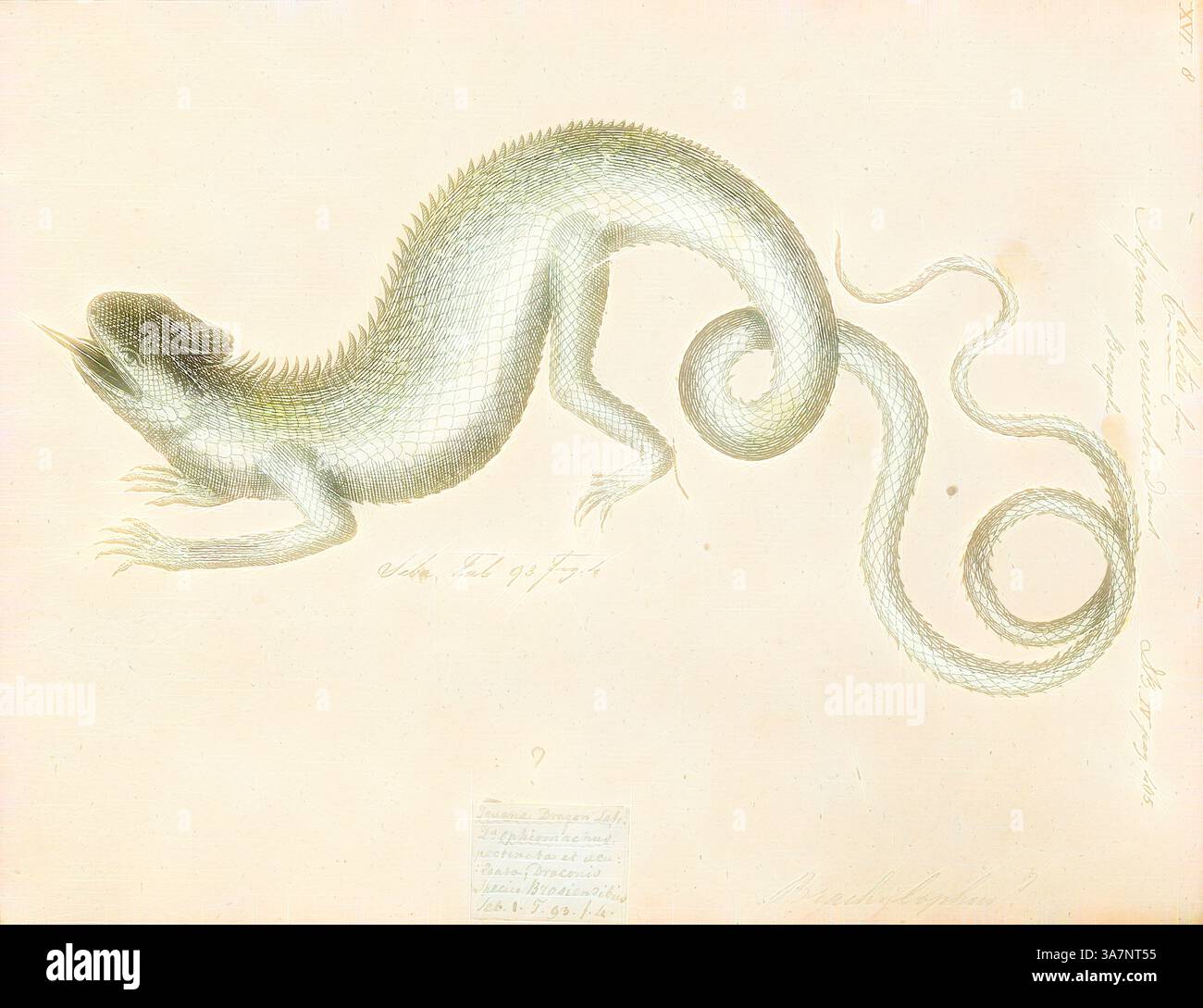 A detailed illustration of a lizard, showcasing its elongated body ...