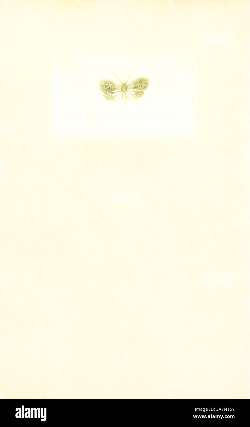 A delicate illustration of a moth, featuring intricate details of its ...