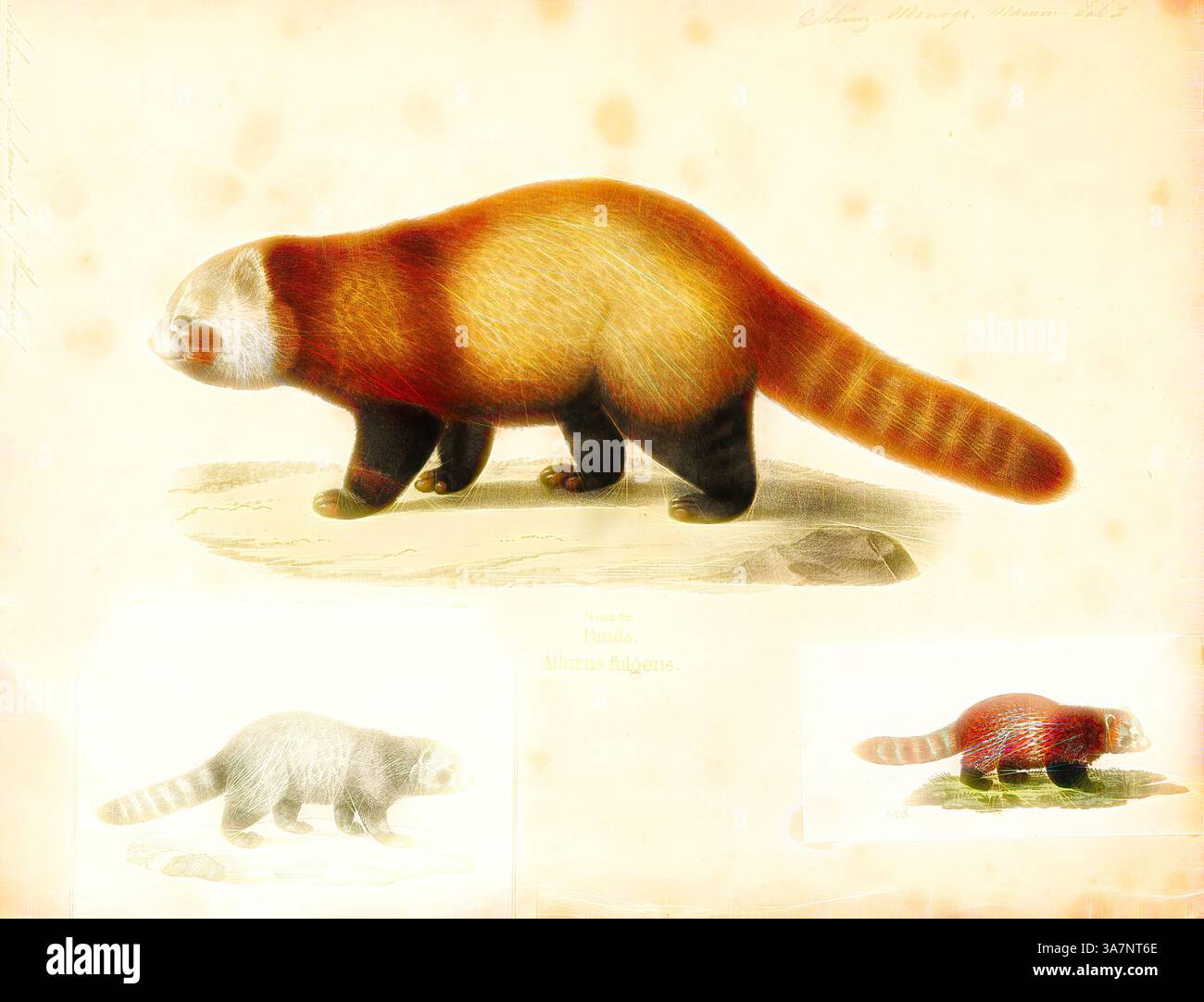 A detailed illustration of a mustelid, showcasing its distinctive body ...