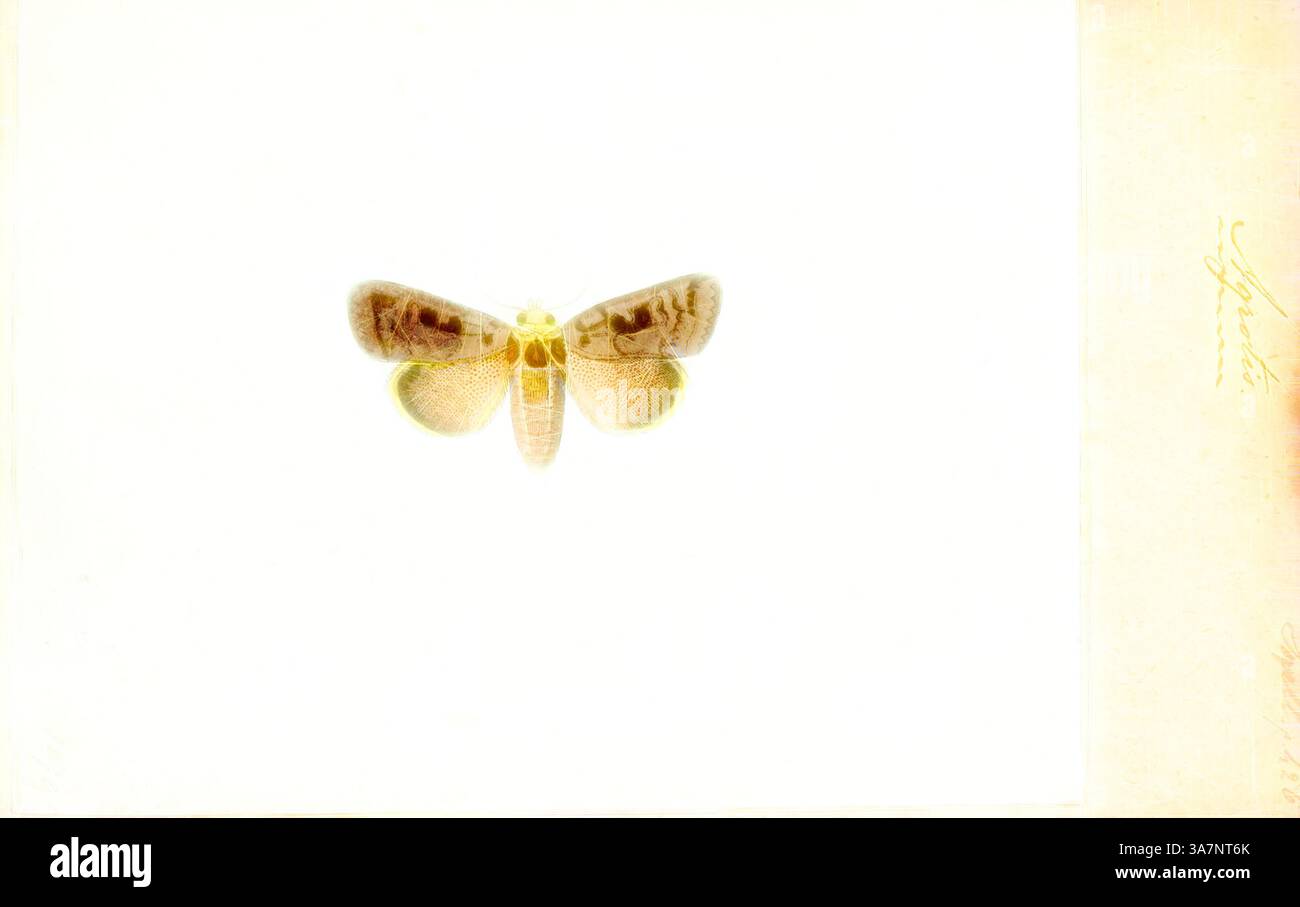 A delicate moth with intricate wing patterns is centered against a ...