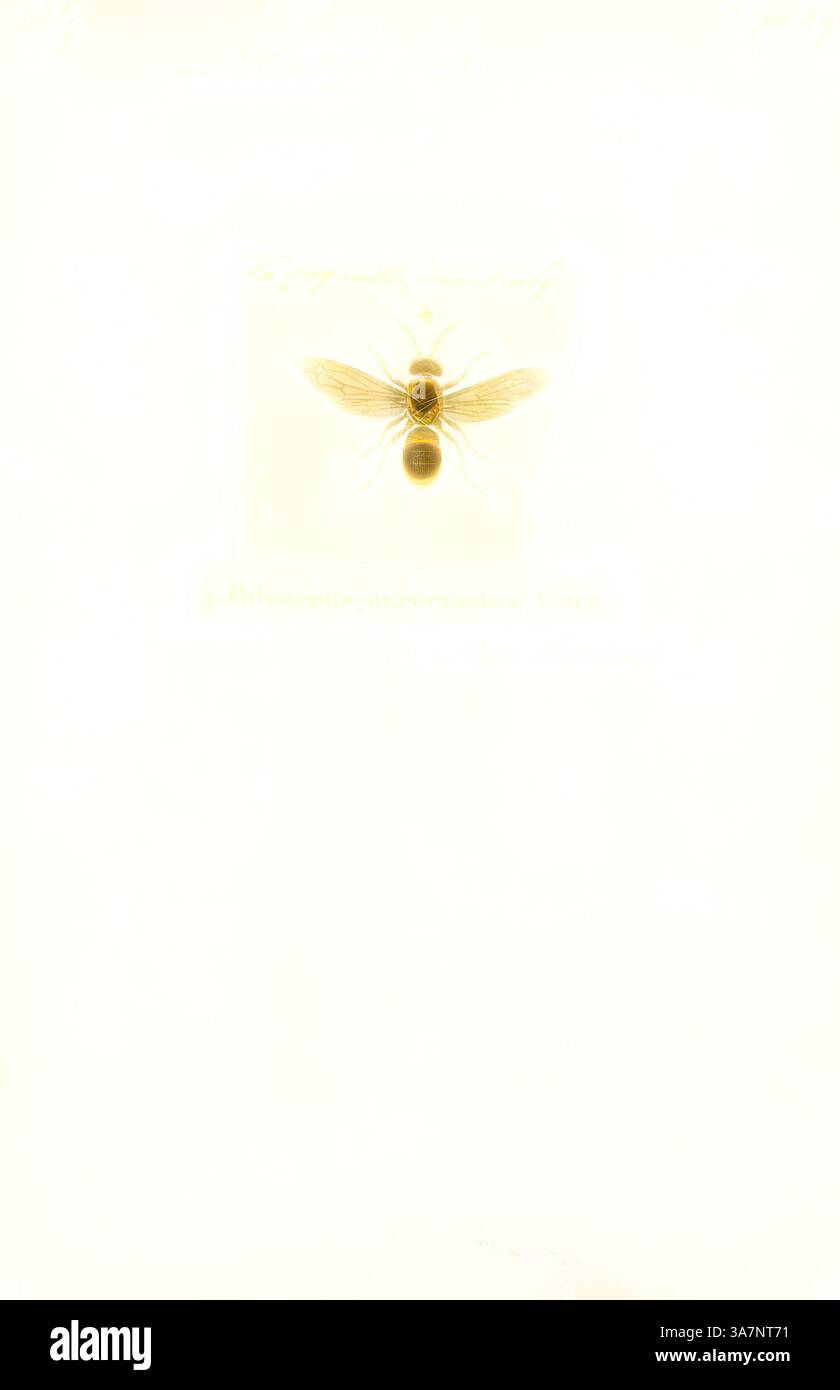 An intricate illustration of a bee, showcasing its delicate wings and ...