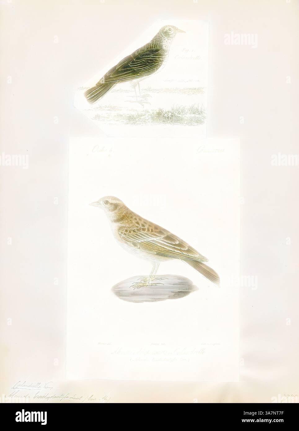 Two additional bird species hi-res stock photography and images - Alamy