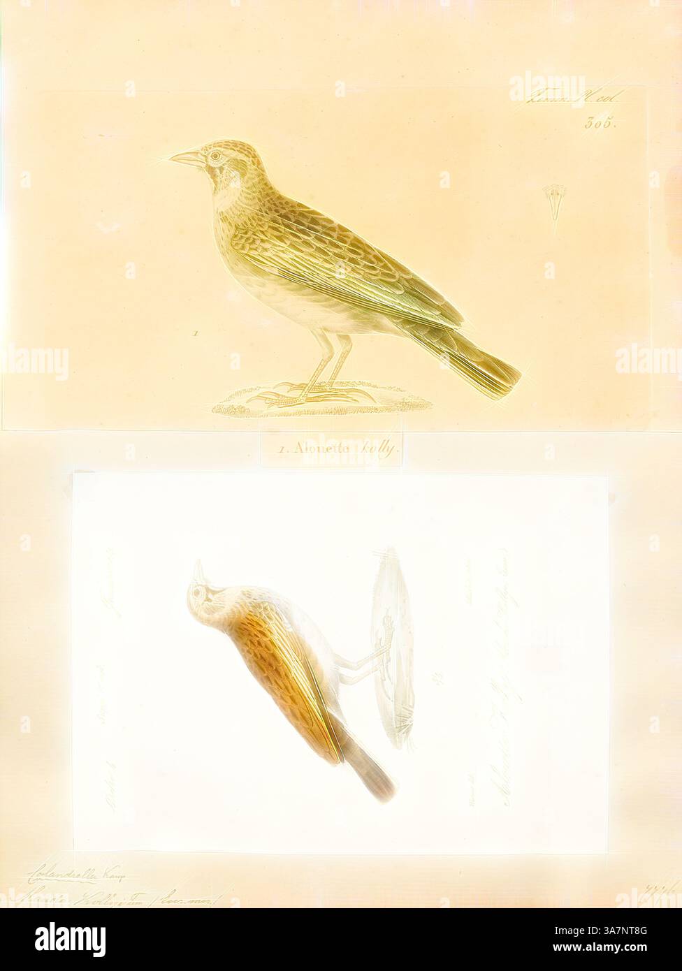 An illustration featuring two views of a bird, showcasing its detailed ...