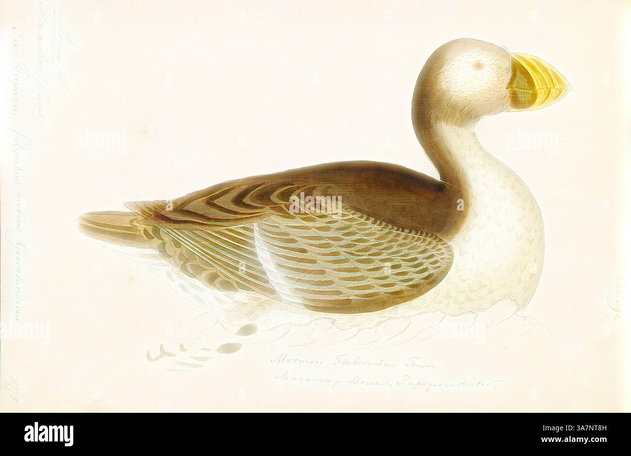 A beautifully illustrated duck, showcasing intricate feather patterns ...