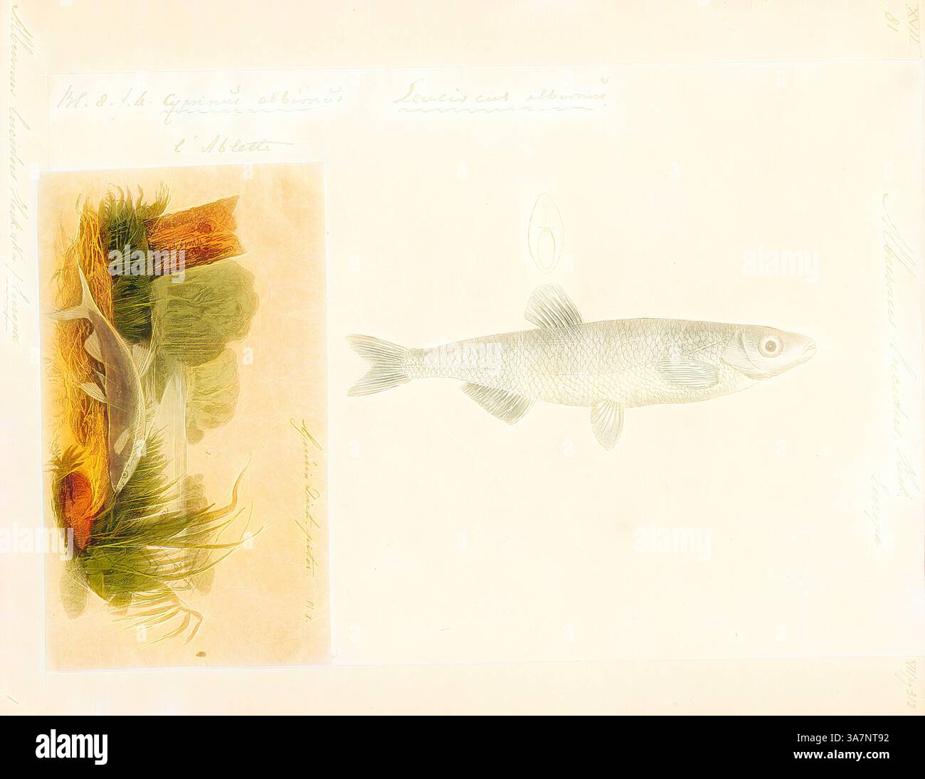 A detailed illustration featuring two fish species, one depicted ...