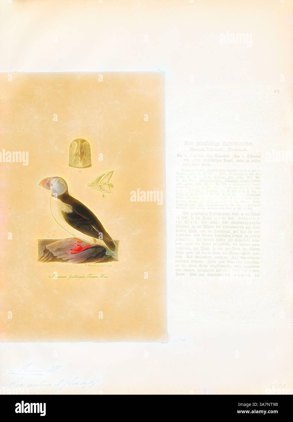An illustration featuring a puffin, characterized by its distinctive ...
