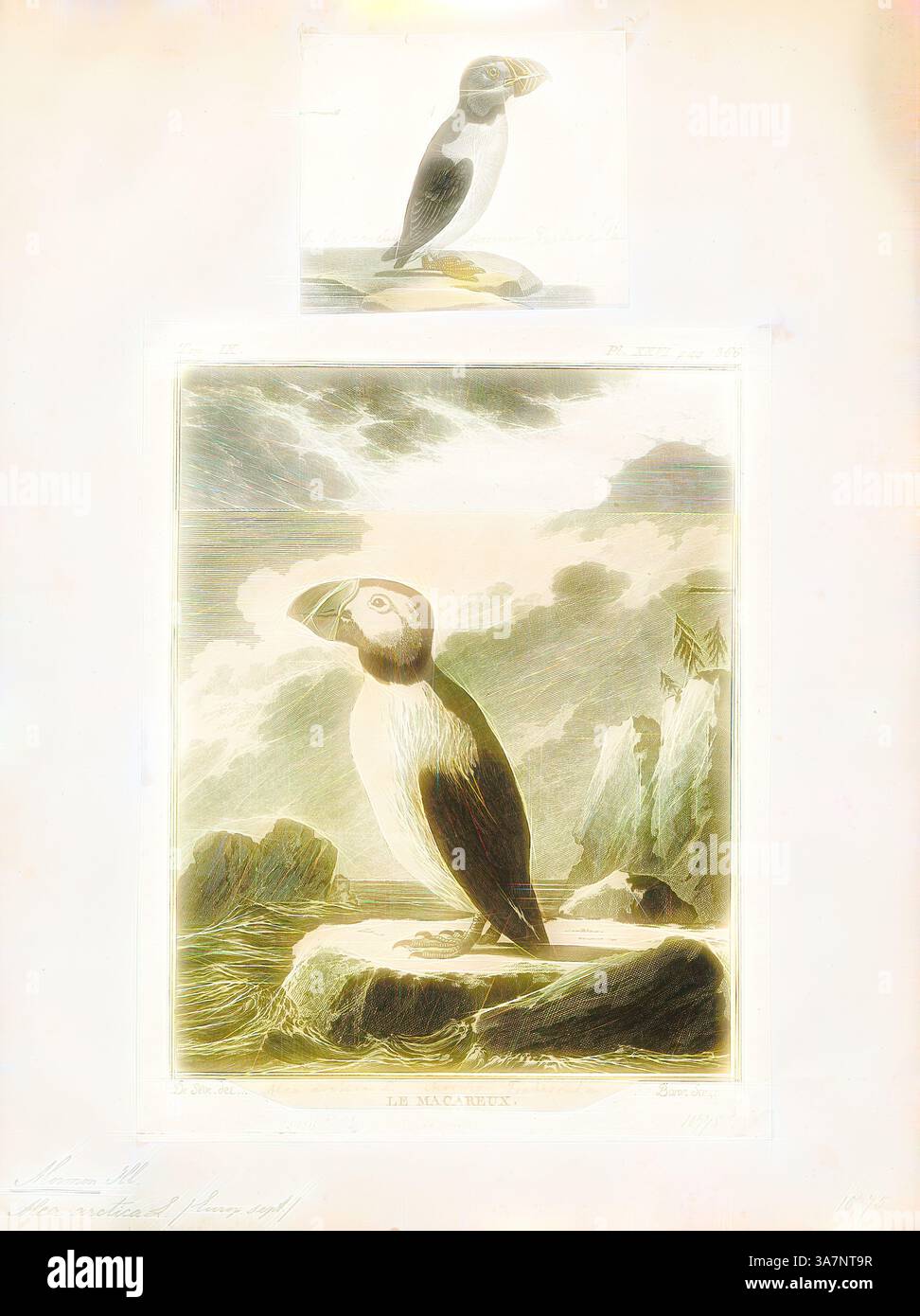 A detailed illustration featuring a puffin perched on a rocky shoreline ...
