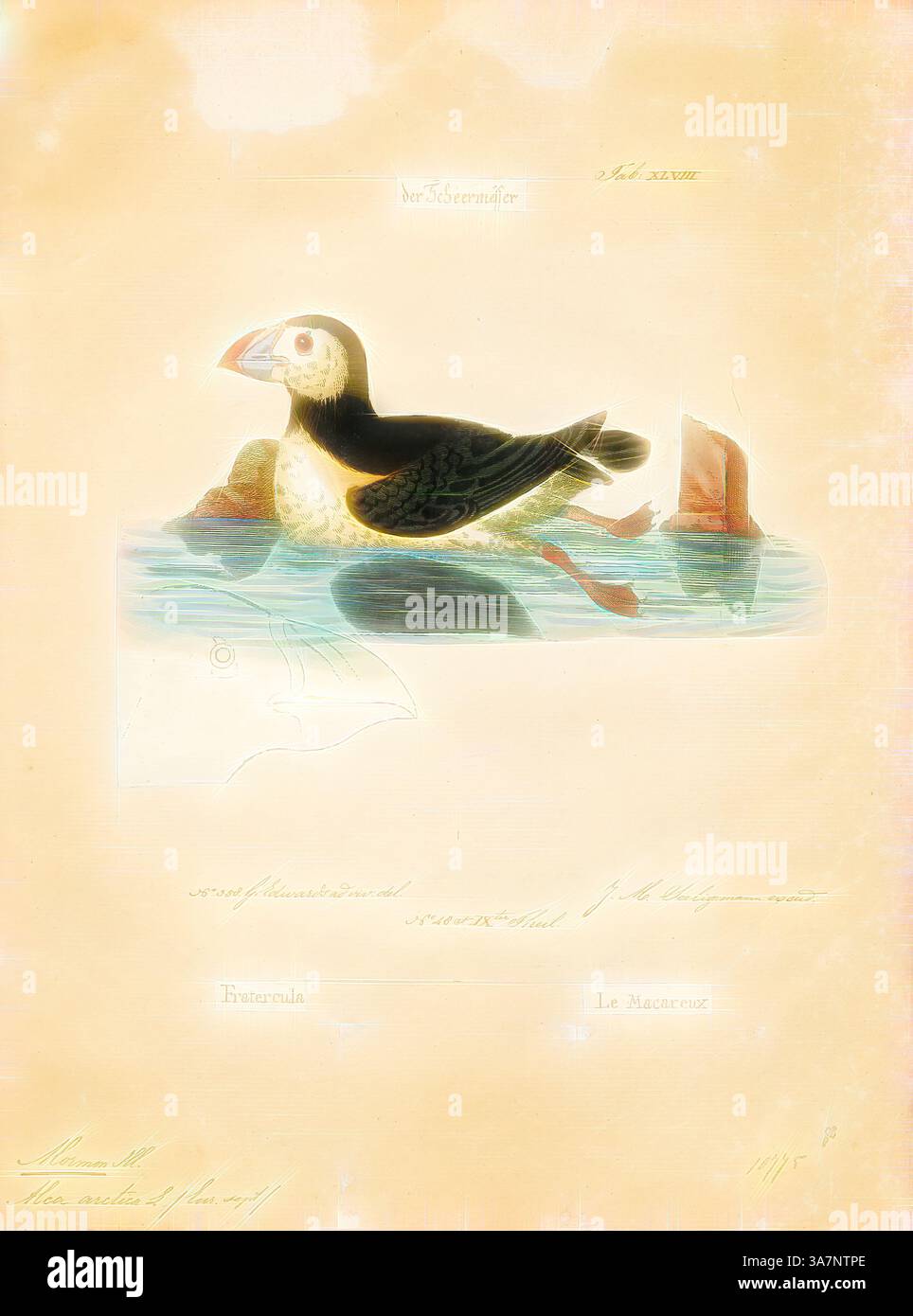 A vibrant illustration of a puffin resting on the water's surface ...