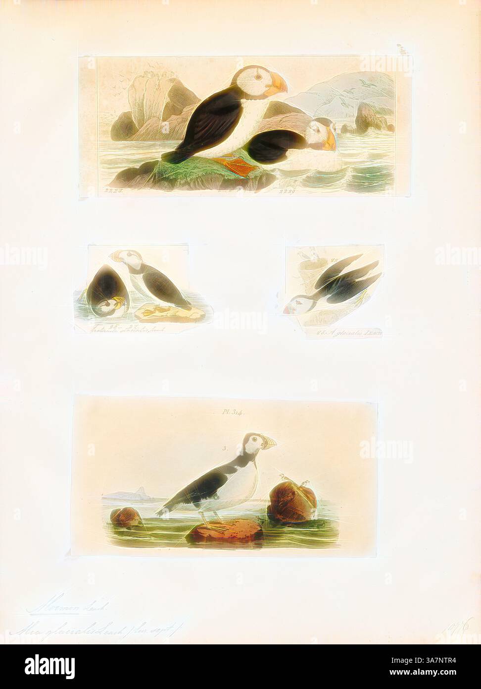 Collection of illustrated puffins in various poses hi-res stock ...