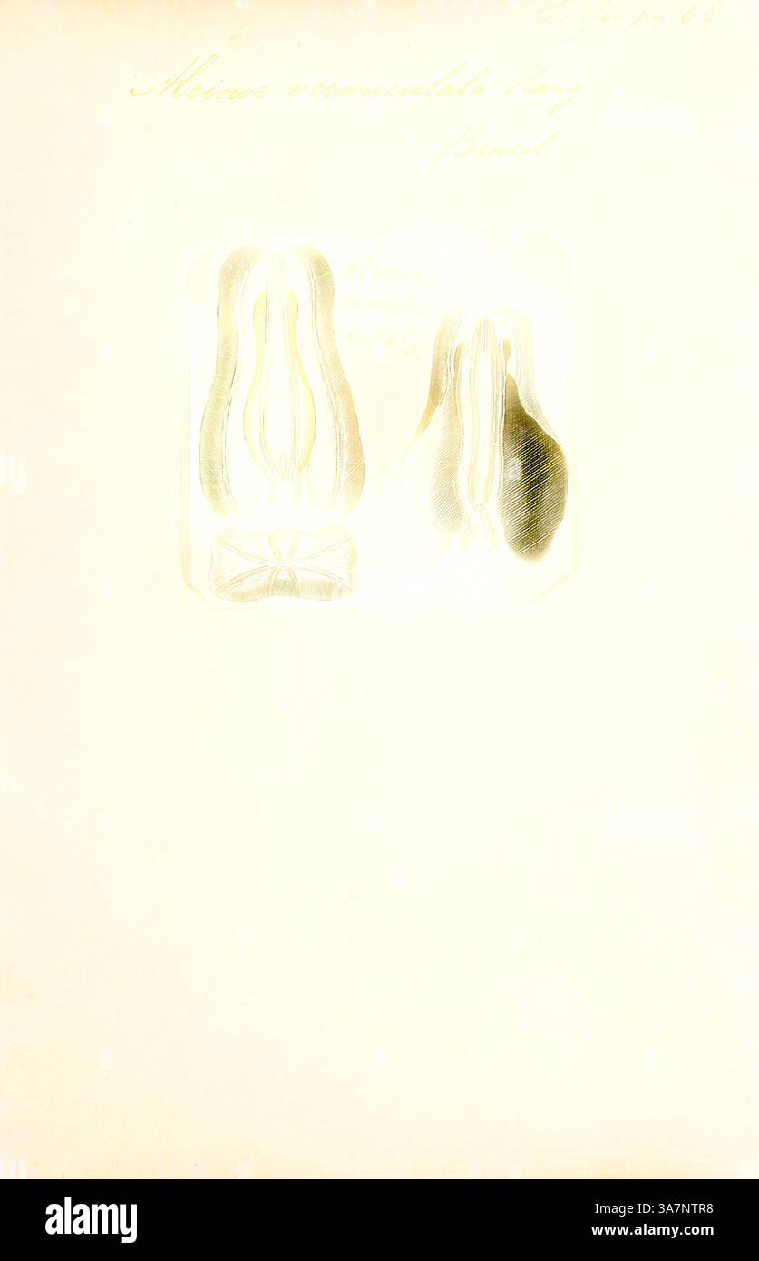 A detailed illustration showcasing two distinct botanical structures ...