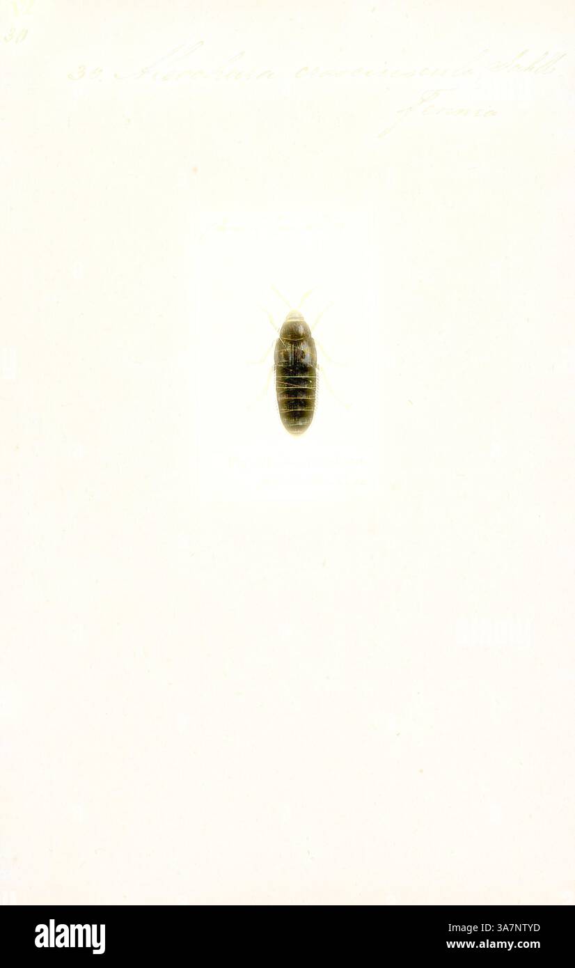 A detailed illustration of a beetle, featuring distinct segmented body ...